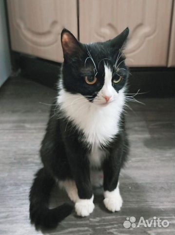 Кошка