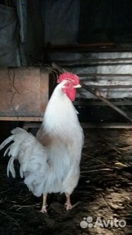 Петух