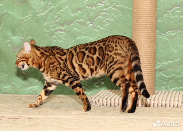 Молодая бенгальская кошка