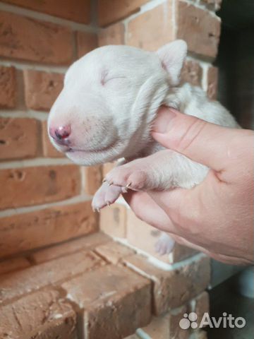 Бультерьер