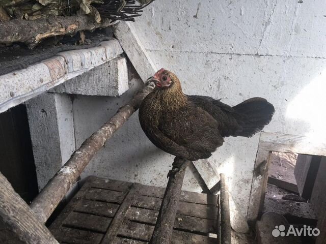 Продаю курицу несушку