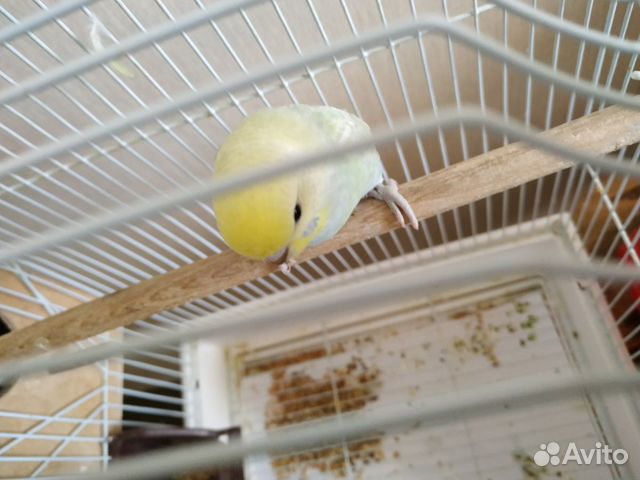 Попугай волнистый