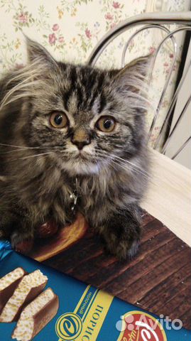 Ищу кошку для вязки
