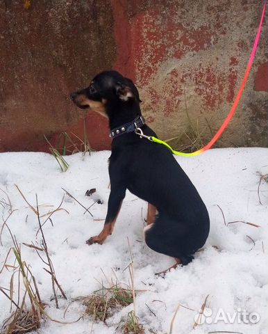 Той - терьер