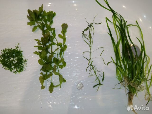 Аквариумные растения