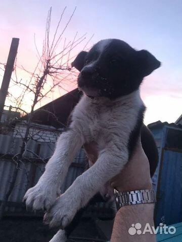 Собачки ищут хозяев