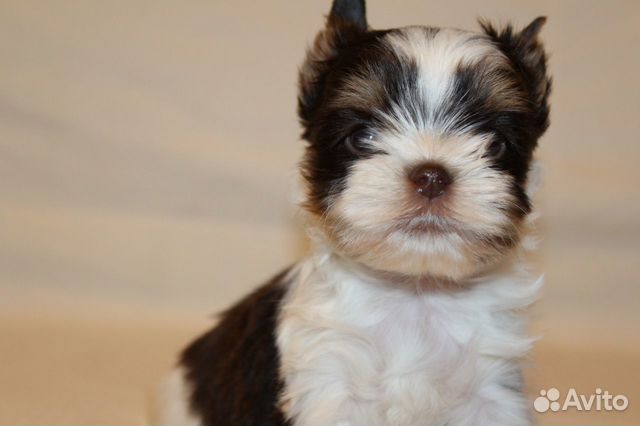 Мальчик мини Биро