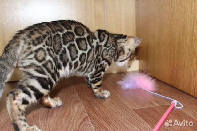 Шикарные бенгалы в разведение и в любимцы