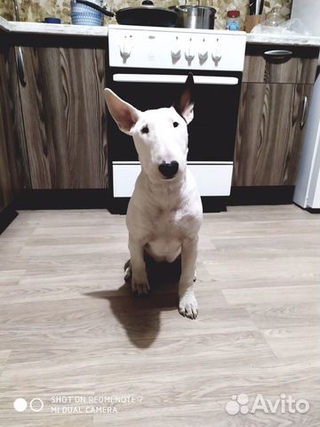 Бультерьер