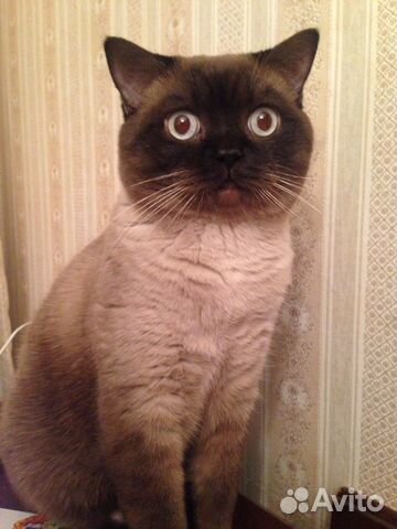 Кот для вязки