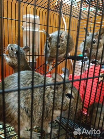 Дэгу-Чилийские белочки.Возраст-2мес2дня.Всегда на