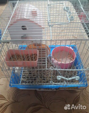 Джунгарик с клеткой