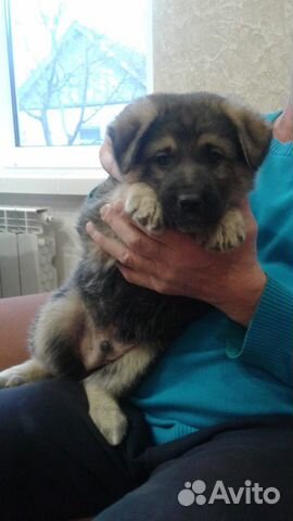 Немецкая овчарка