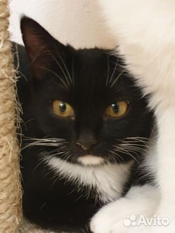 Гренка в ваш дом