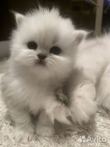 Шотландская длинношерстная серебристая шиншилла