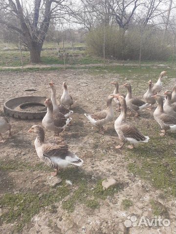 Гусята