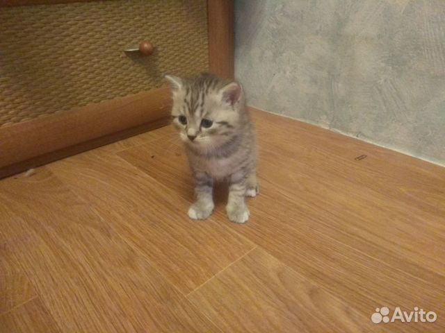 Котик британец