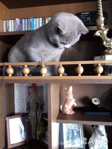 Отдам кота