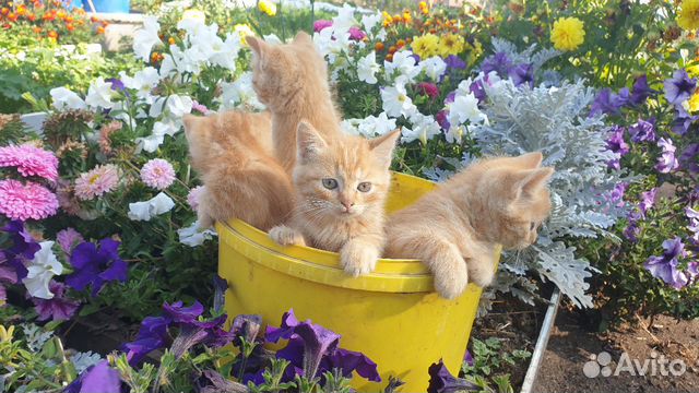 Отдам милых котят в хорошие руки