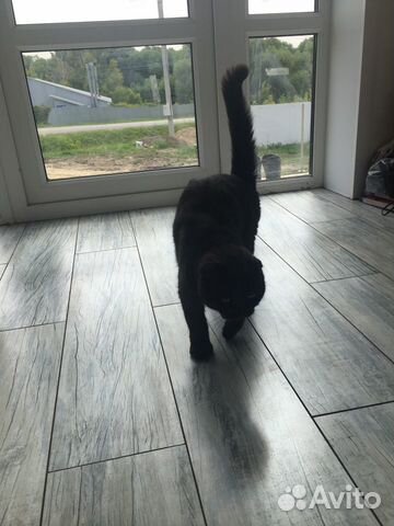 Потерялась кошечка