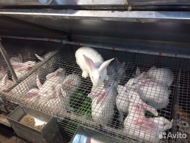 Кролики белый паннон