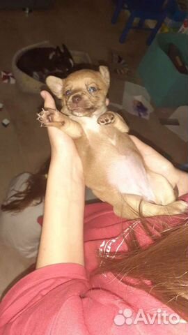 Щенки чихуахуа (тойтерьер)