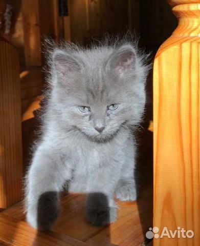 Котенок тоша