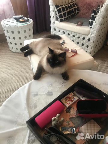 Потерялся котик