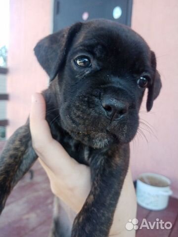 Кане Корсо, 7 мальчиков, 1девочка