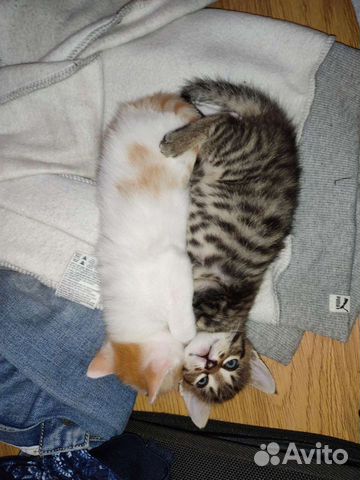 Котята