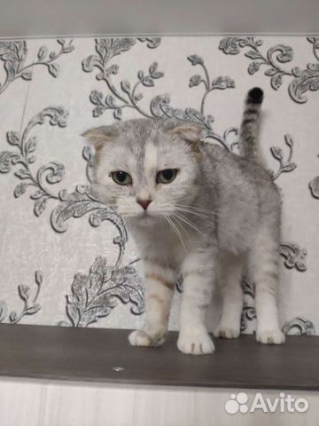 Кошка шотландская веслоухая