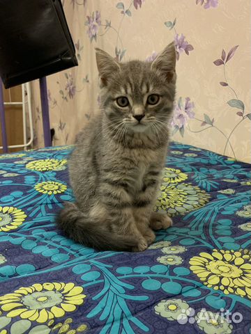 Котята отдам в добрые руки