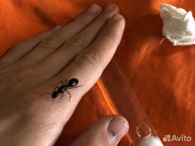 Матка Сamponotus fellax