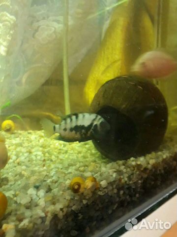 Цихлиды 2шт