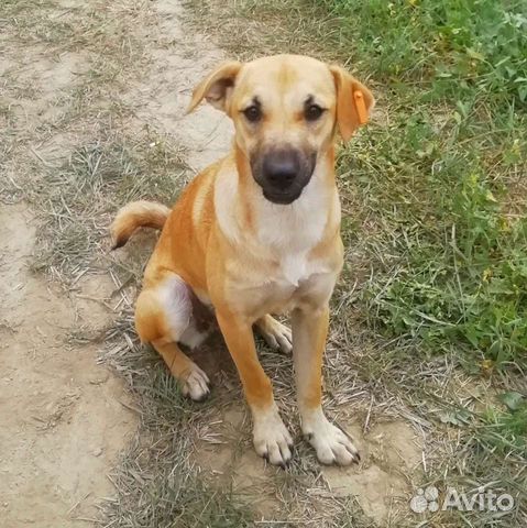 Две девочки в добрые руки, стерилизованы