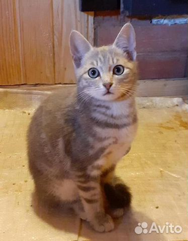 Красавице Джуне, котенку нужен дом