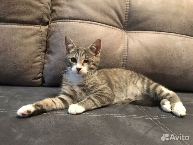 Котёнок Джеки в лучшие ручки