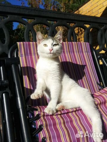 Котик, охотник 4,5 месяца