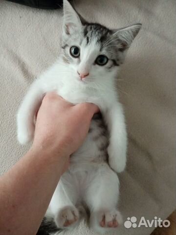 Остался последний котенок