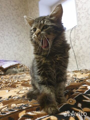 Котята замурчательные