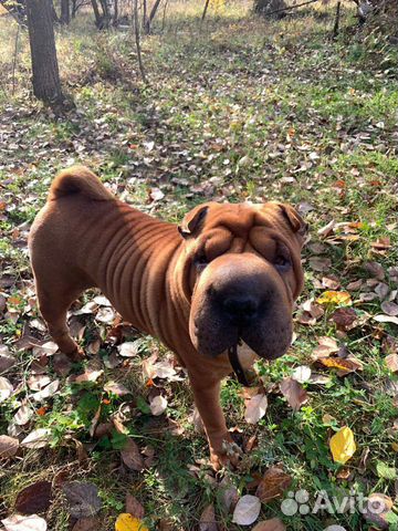 Шарпей бесплатно