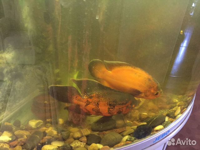 Рыба астронотус