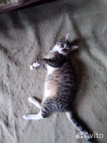Котенок 5 мес Даша