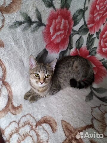 В добрые руки