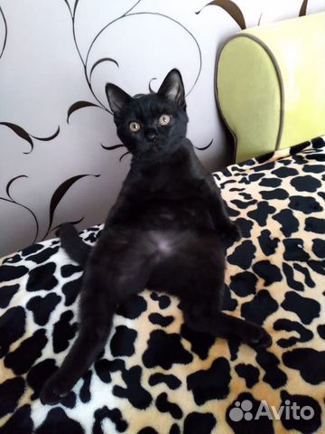 Кошка в дар