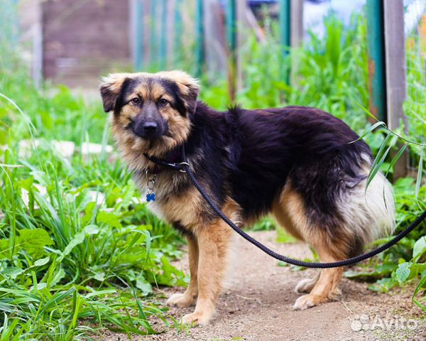 Пушистый красавчик с ангельским взглядом