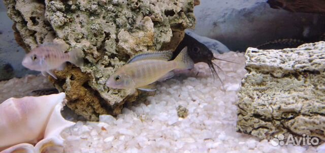 Аквариумные рыбки