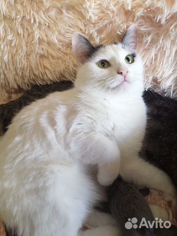 Белочка в поиске дома