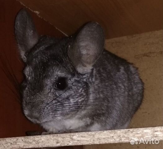 Шиншилла.Самка.фермерский стандарт.4года