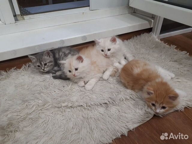 Котята (лучики счастья)